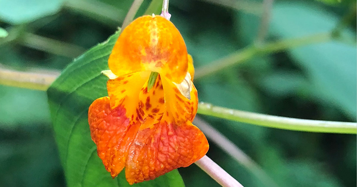 Spotted Jewelweed: Touch-me-not plant