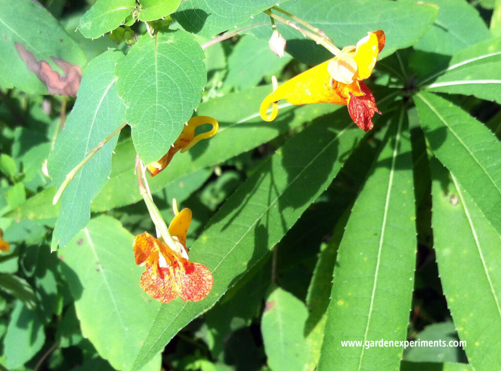 Spotted Jewelweed: Touch-me-not plant