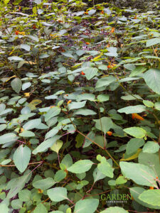 Spotted Jewelweed: Touch-me-not plant