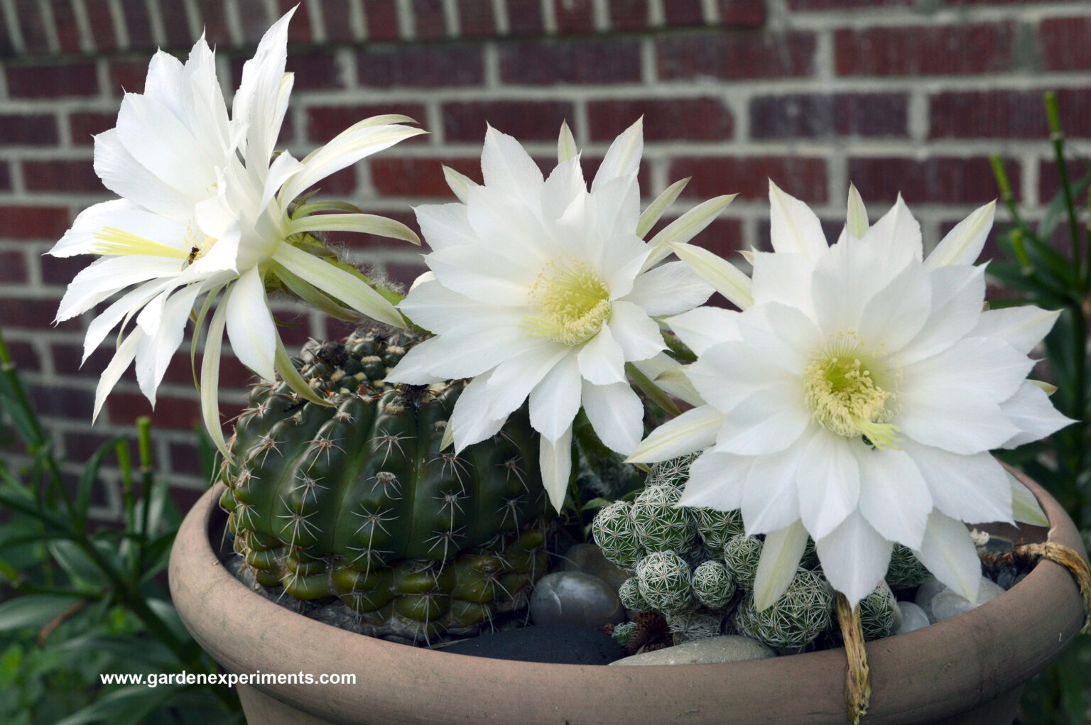 Low-Maintenance Container Gardens with Cacti or Succulents