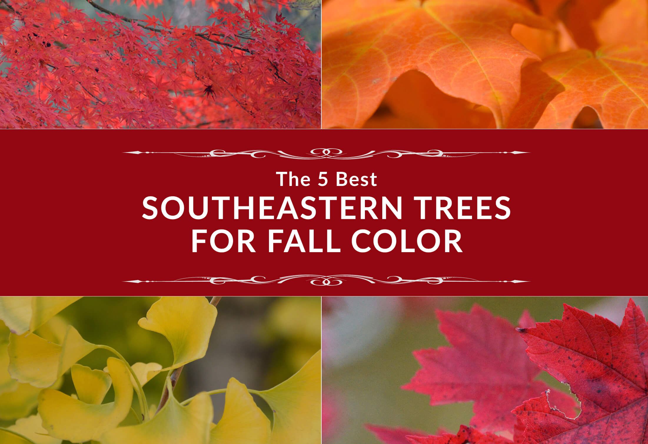 Five Trees with Amazing Fall Leaf Color in the Southeast