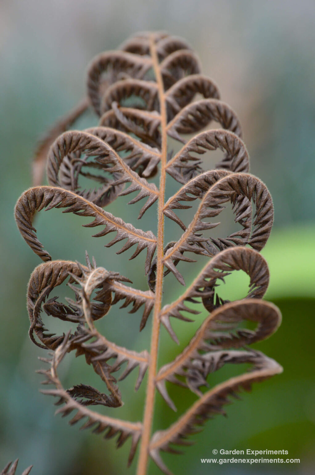 The Beauty of Decay in the Winter Garden