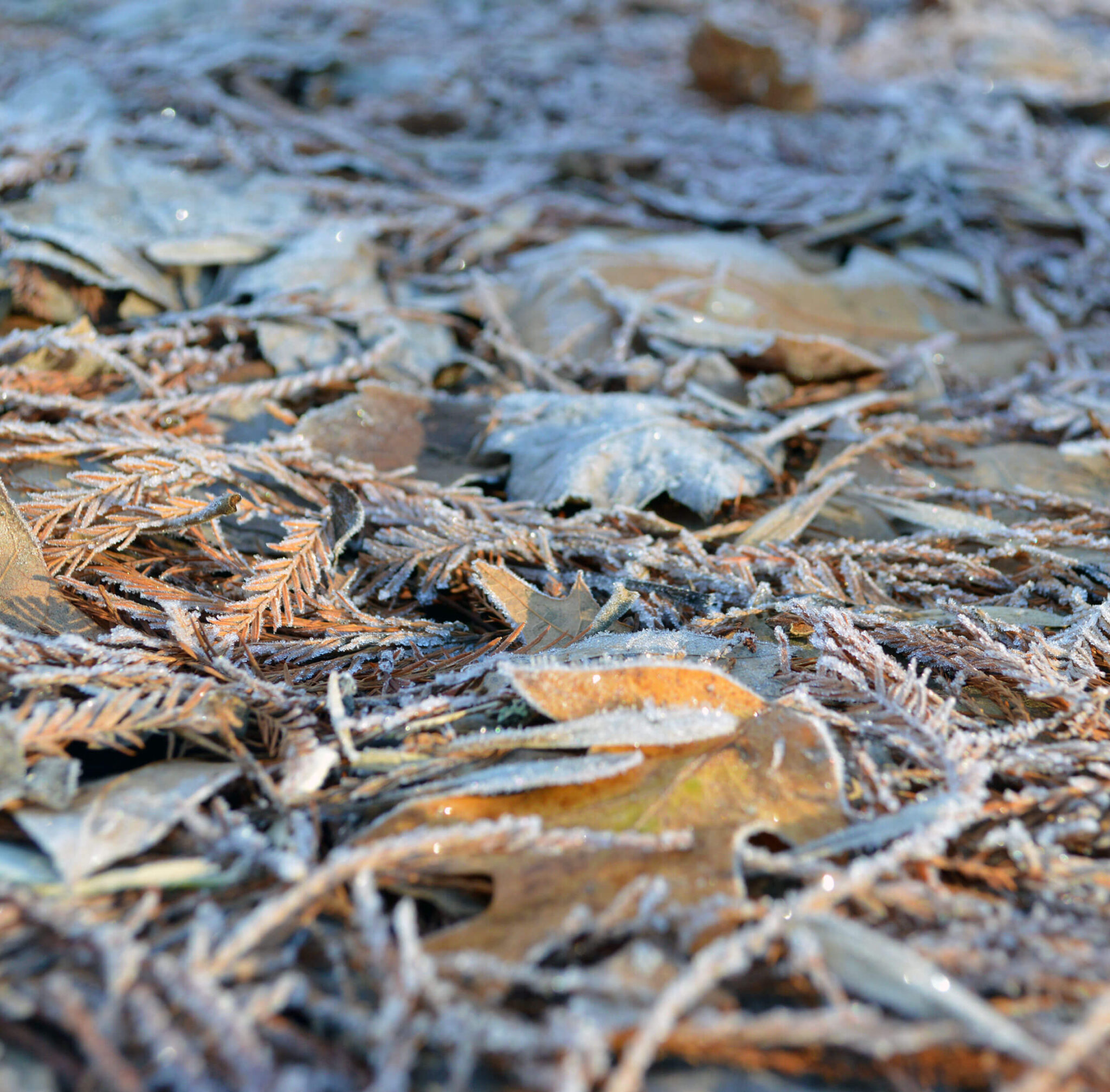 The Beauty of Decay in the Winter Garden