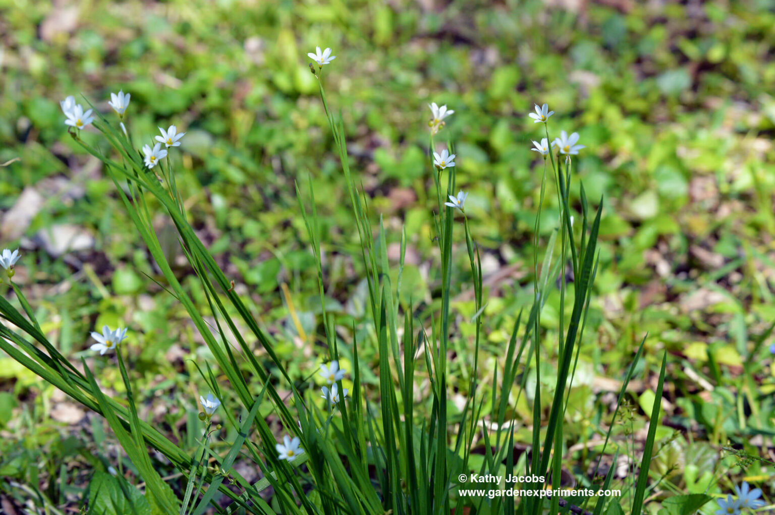 Prairie Blue-eyed Grass