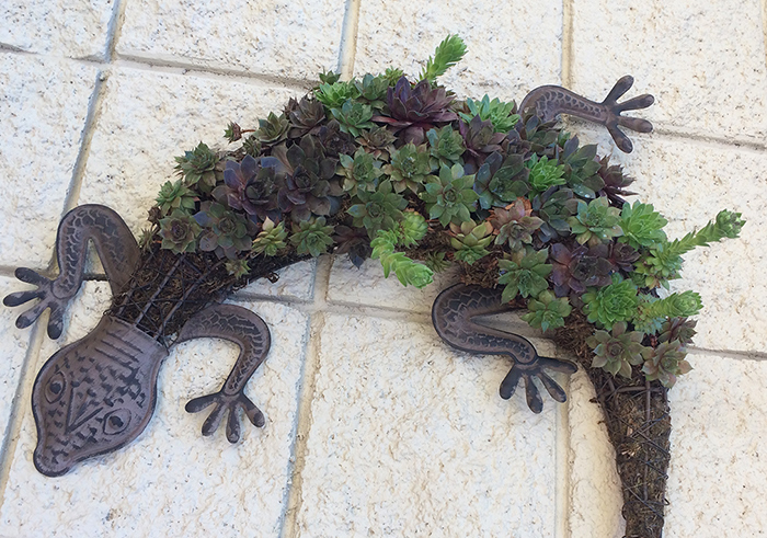 Gecko Succulent Wall Planter