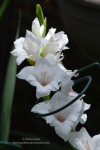 How to Keep Your Gladiolus Flowers From Falling Over