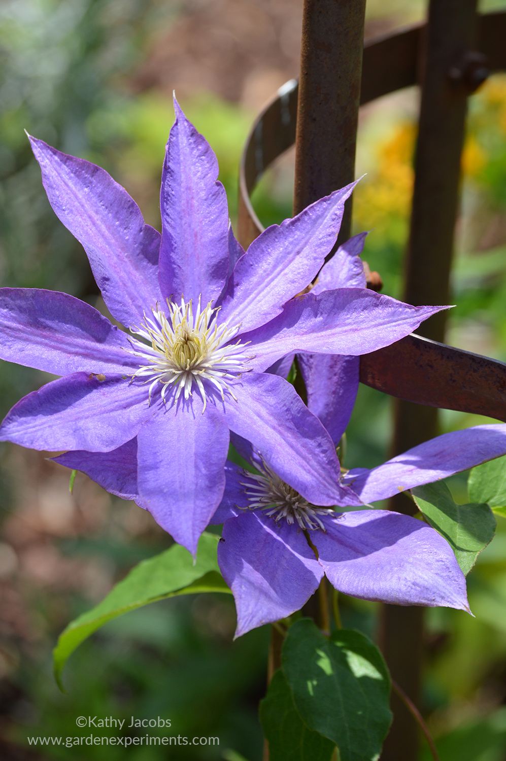 Add Structure, Style, & Color to Your Garden with a Trellis & Flowering ...