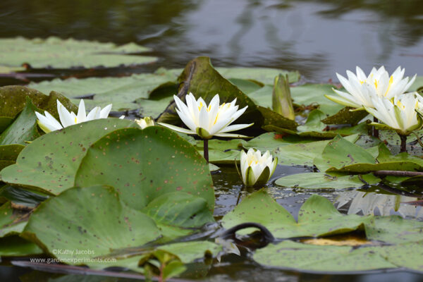 Two in a Canoe - Spotting the Flowers on the Water