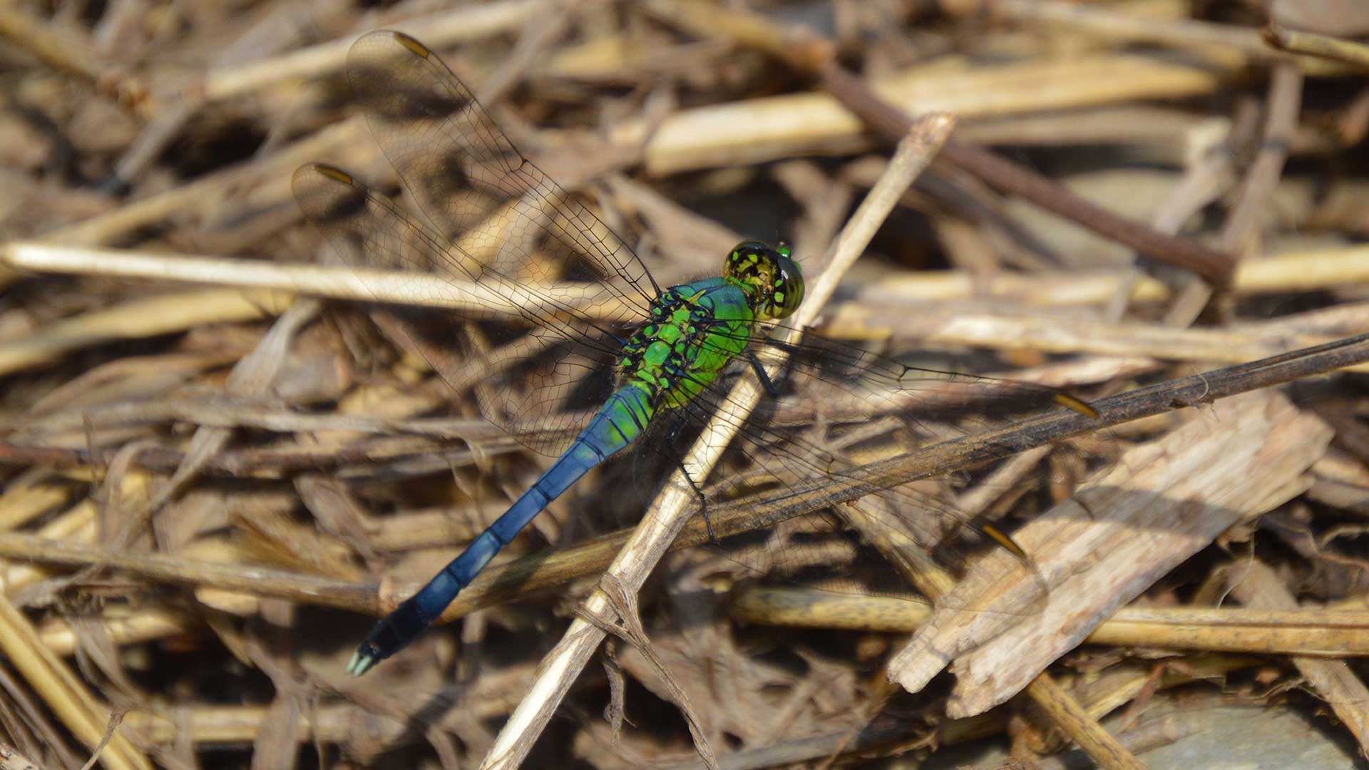 All About Dragonflies: Nature's Beautiful but Deadly Insect Predators
