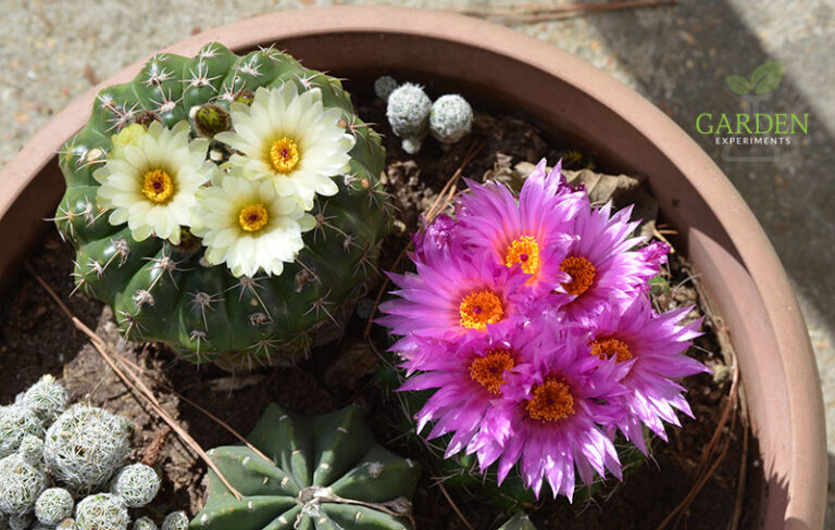 Low-Maintenance Container Gardens with Cacti or Succulents