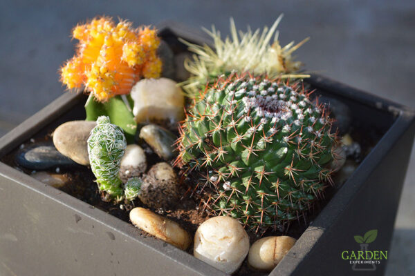 Low-Maintenance Container Gardens with Cacti or Succulents