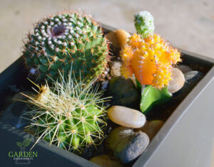 Low-Maintenance Container Gardens with Cacti or Succulents