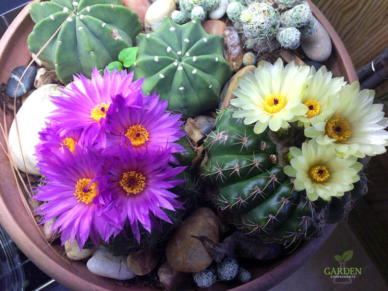 Low-Maintenance Container Gardens with Cacti or Succulents
