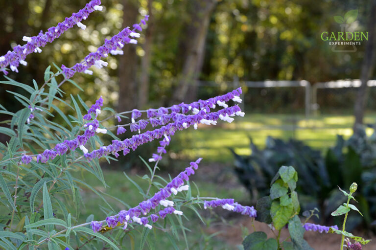 Mexican Salvia - Fall Blooming, Deer & Drought Resistant