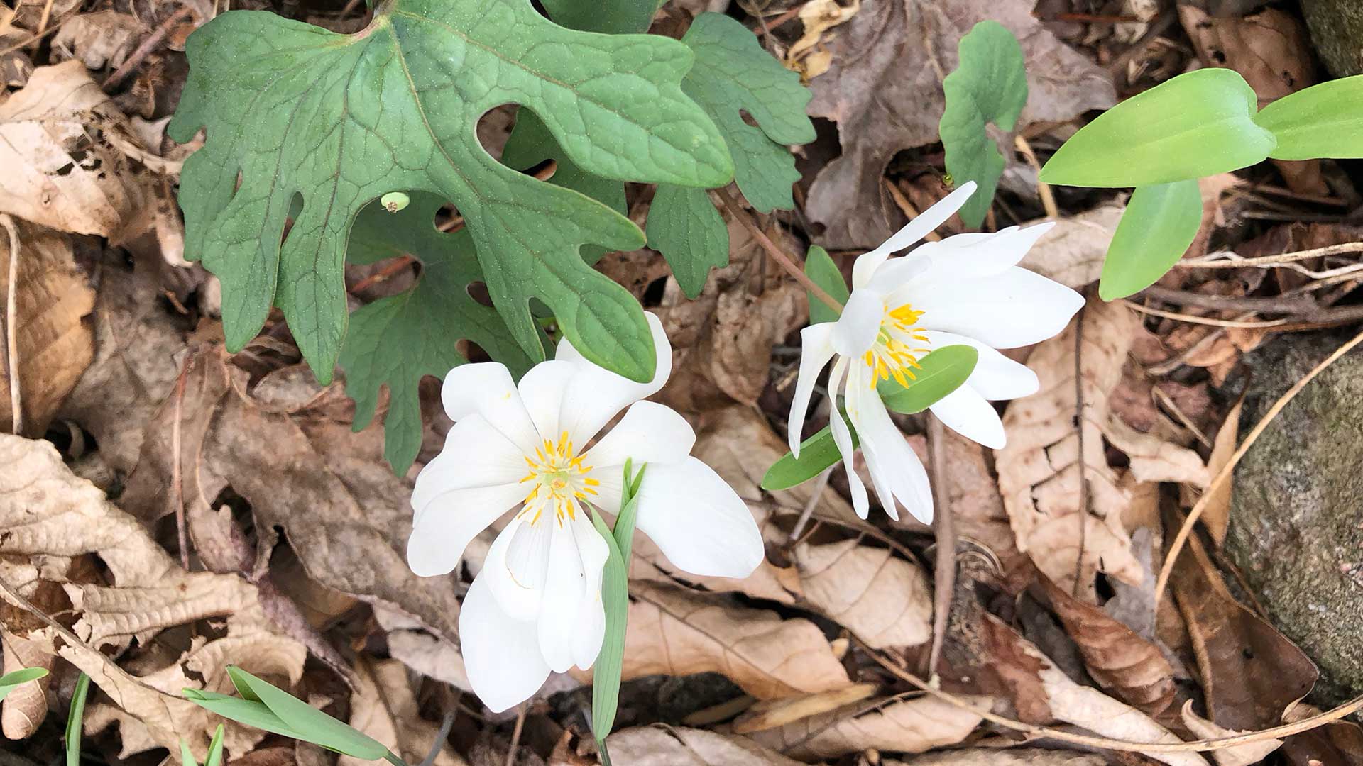 The First Spring Wildflowers - Early Spring Native Flowering Plants