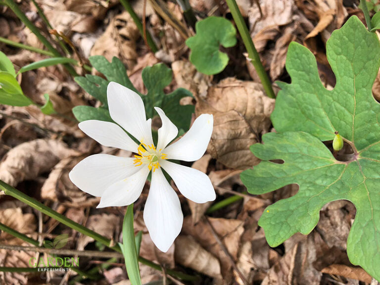 The First Spring Wildflowers - Early Spring Native Flowering Plants