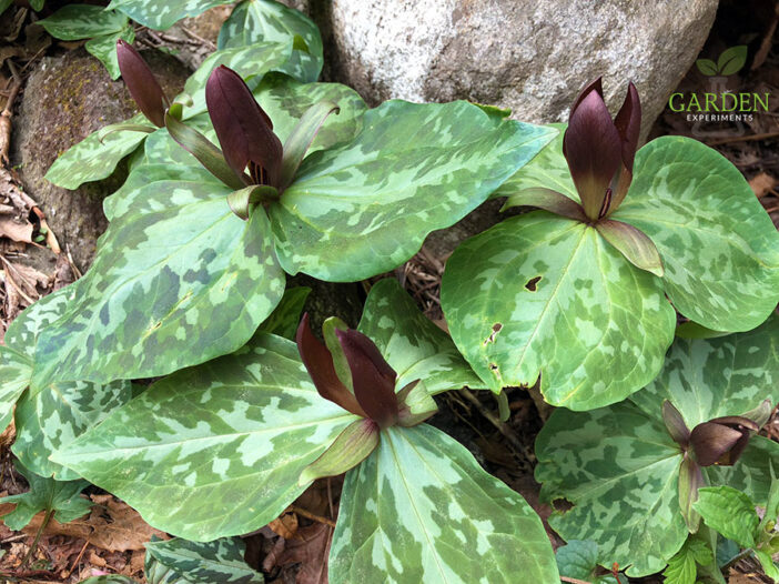 The First Spring Wildflowers - Early Spring Native Flowering Plants
