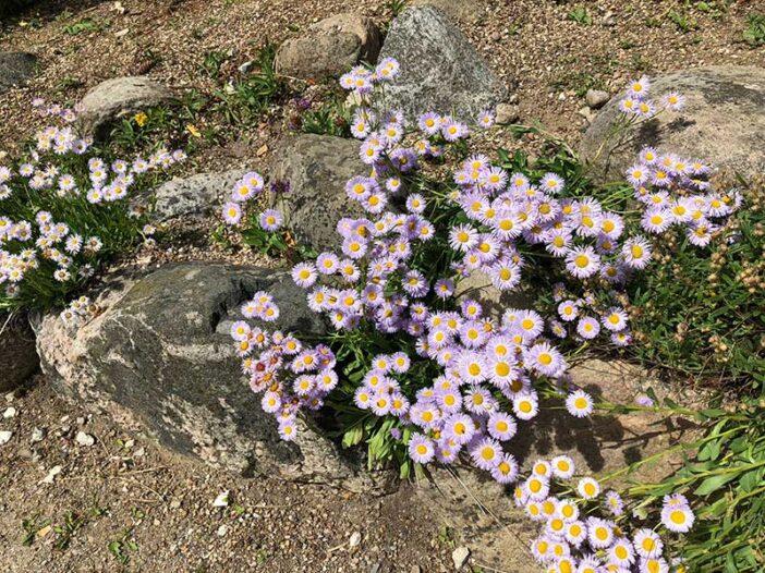 Tour of the Aarhus Botanical Garden in Denmark