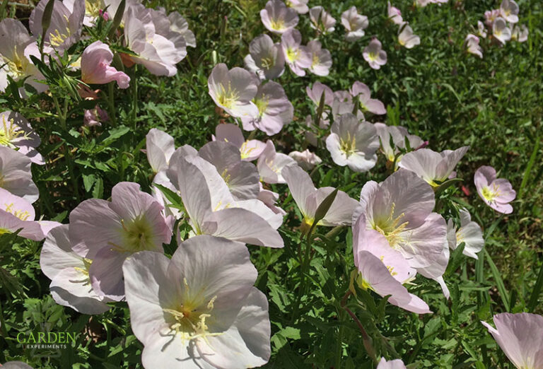 How to Grow Pink Evening Primrose