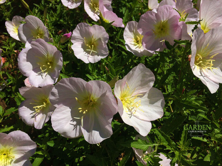 How to Grow Pink Evening Primrose