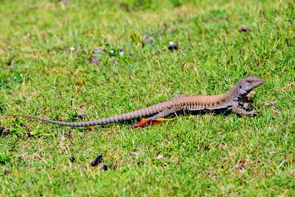 Take a Peek Inside the San Juan Botanical Garden of Puerto Rico