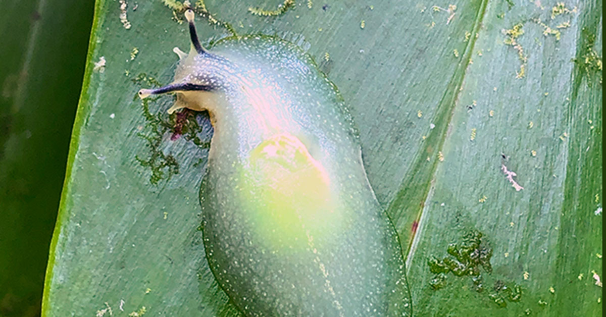 The Puerto Rican Semi-Slug