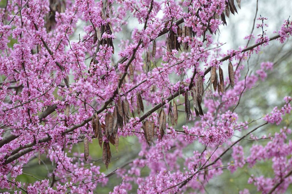 Eastern Redbud Trees Provide Early Spring Food for Bees