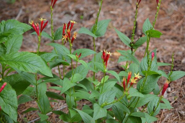 Indian Pink - A Beautiful Wildflower for Shade Gardens