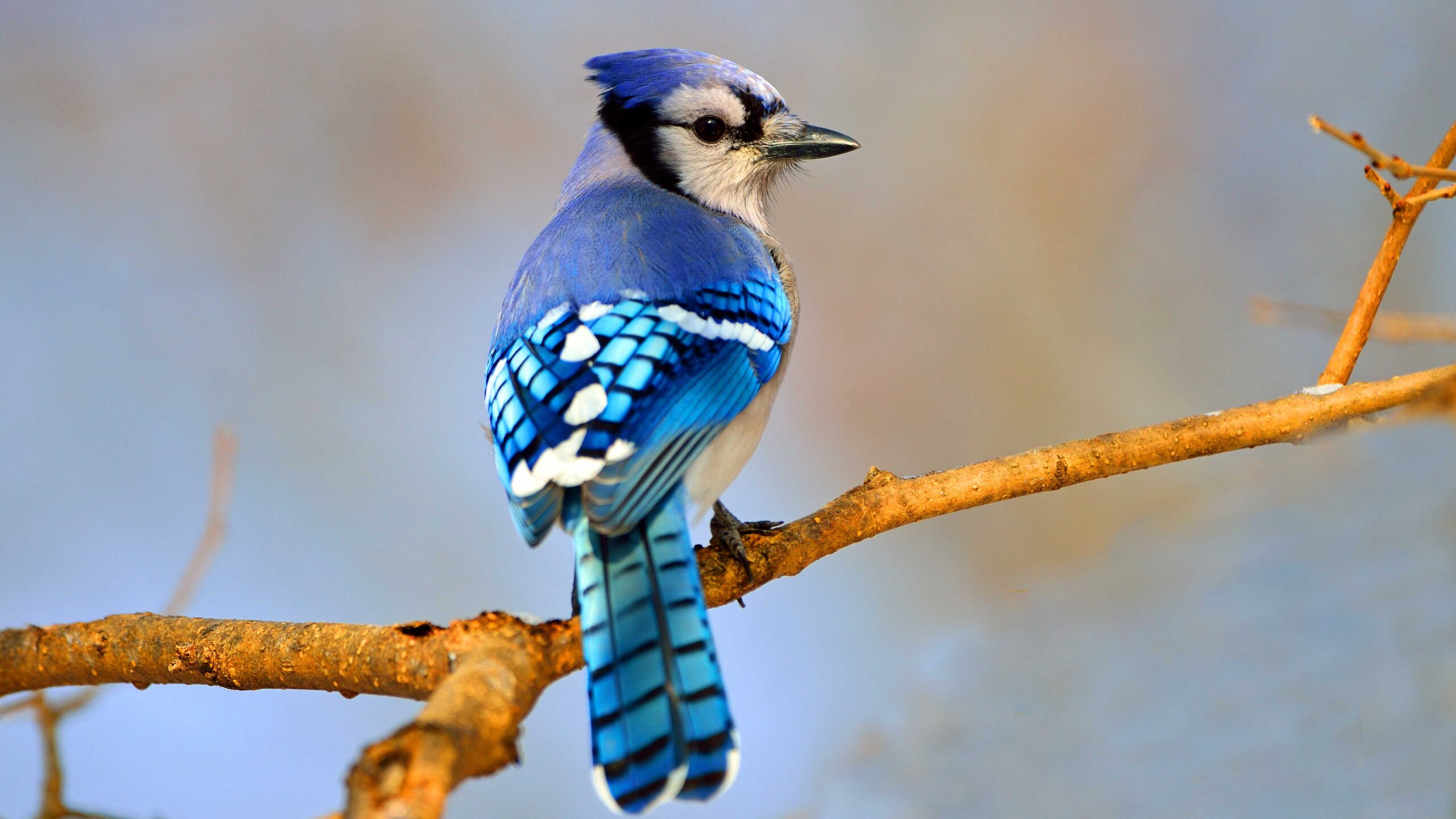 Male and Female Birds that Look Alike – Monomorphic Birds