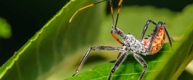 How The Assassin Bug Is Good for Your Garden