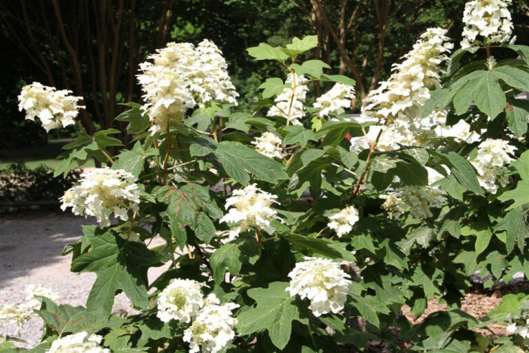 How to Grow Oakleaf Hydrangea
