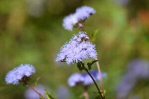 14 Fall-Blooming Native Plants for Your Garden