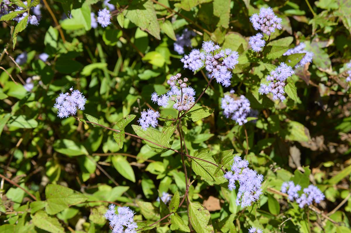 How to Grow Blue Mistflower – Get Lavender Flowers in the Fall