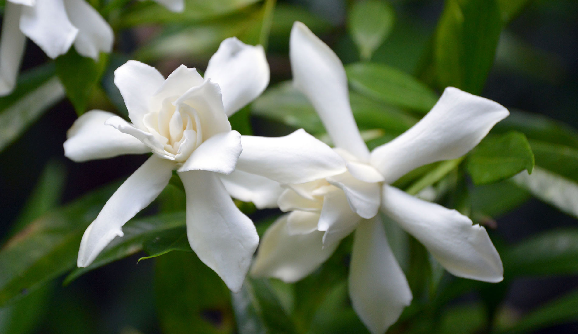 Create a Scented Garden with these 20 Flowers, Trees, Shrubs, and Vines