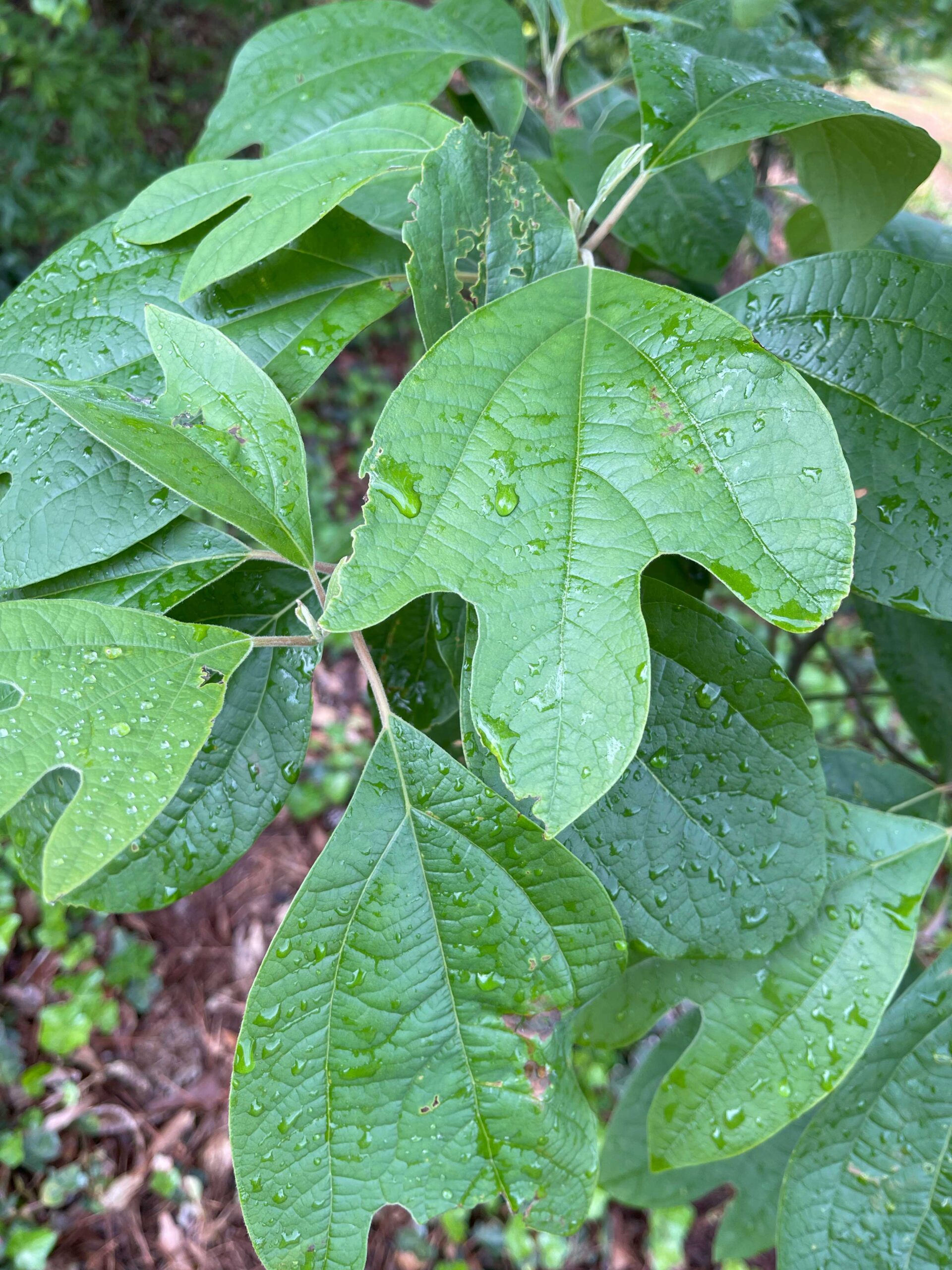 The Native Sassafras Tree