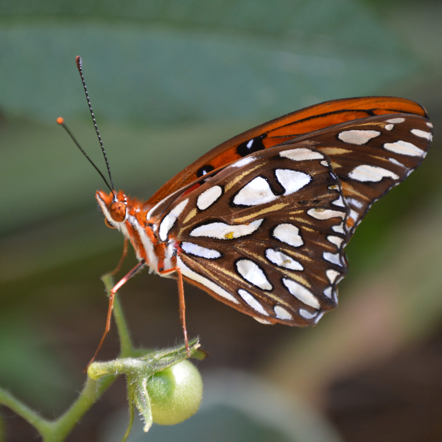 How to Tell a Butterfly from a Moth - Pollinators in Your Garden