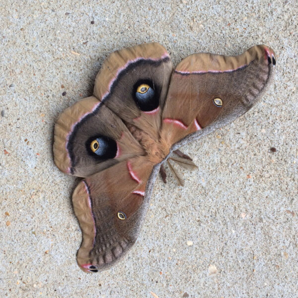 How to Tell a Butterfly from a Moth - Pollinators in Your Garden