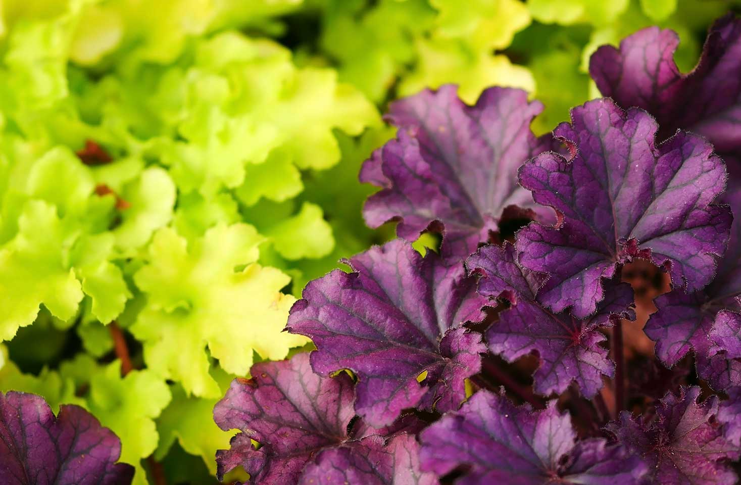 Purple and Lime Green Plant Color Combination For Your Garden