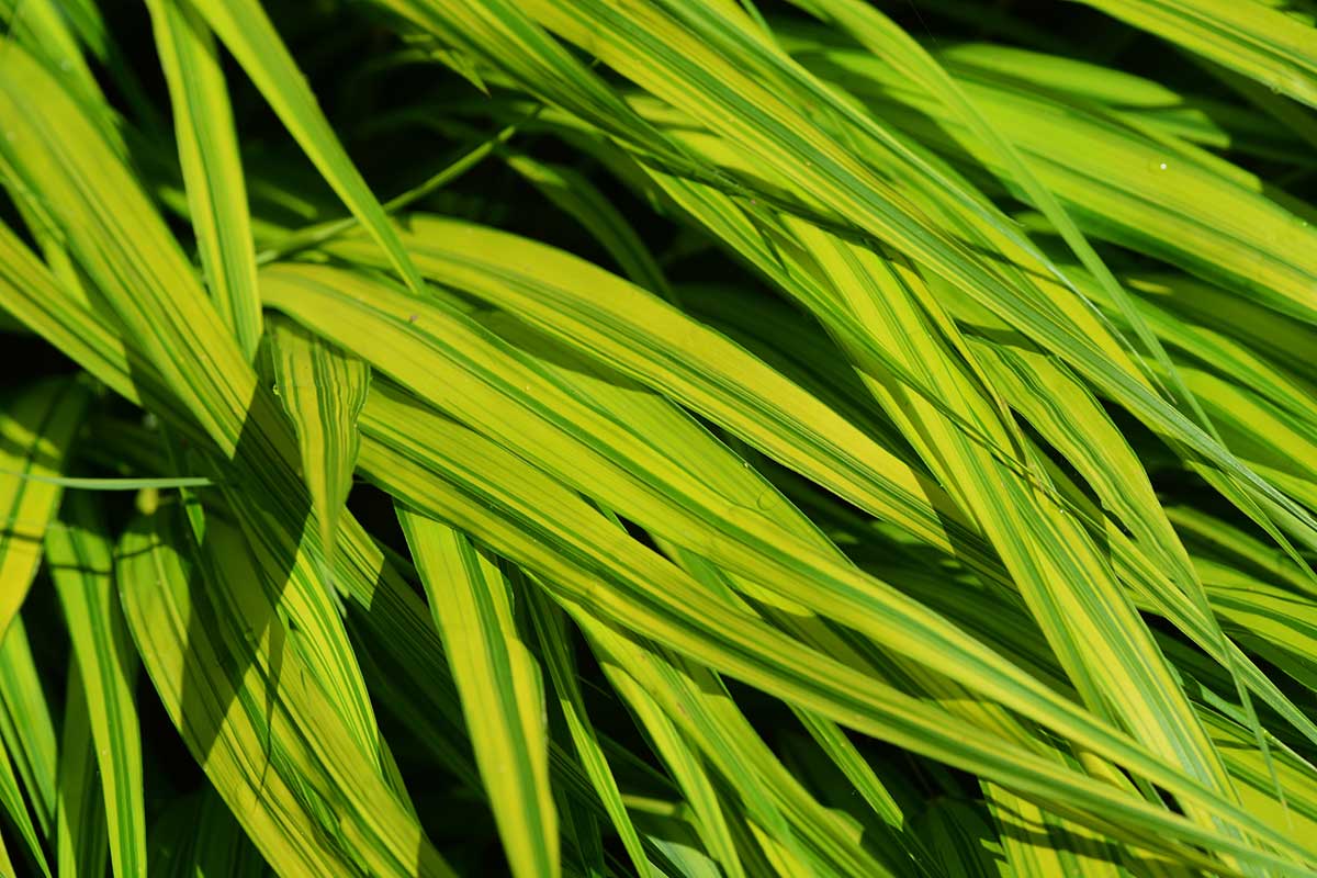 Purple and Lime Green Plant Color Combination For Your Garden