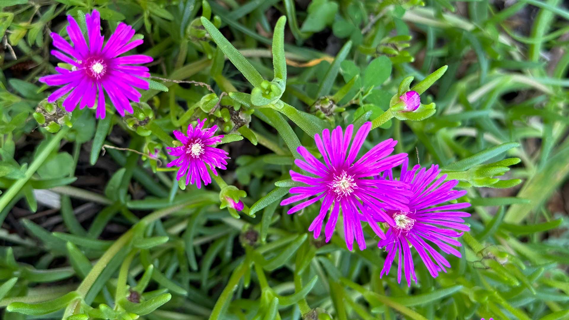 How to Grow Cooper's Ice Plant in Your Garden
