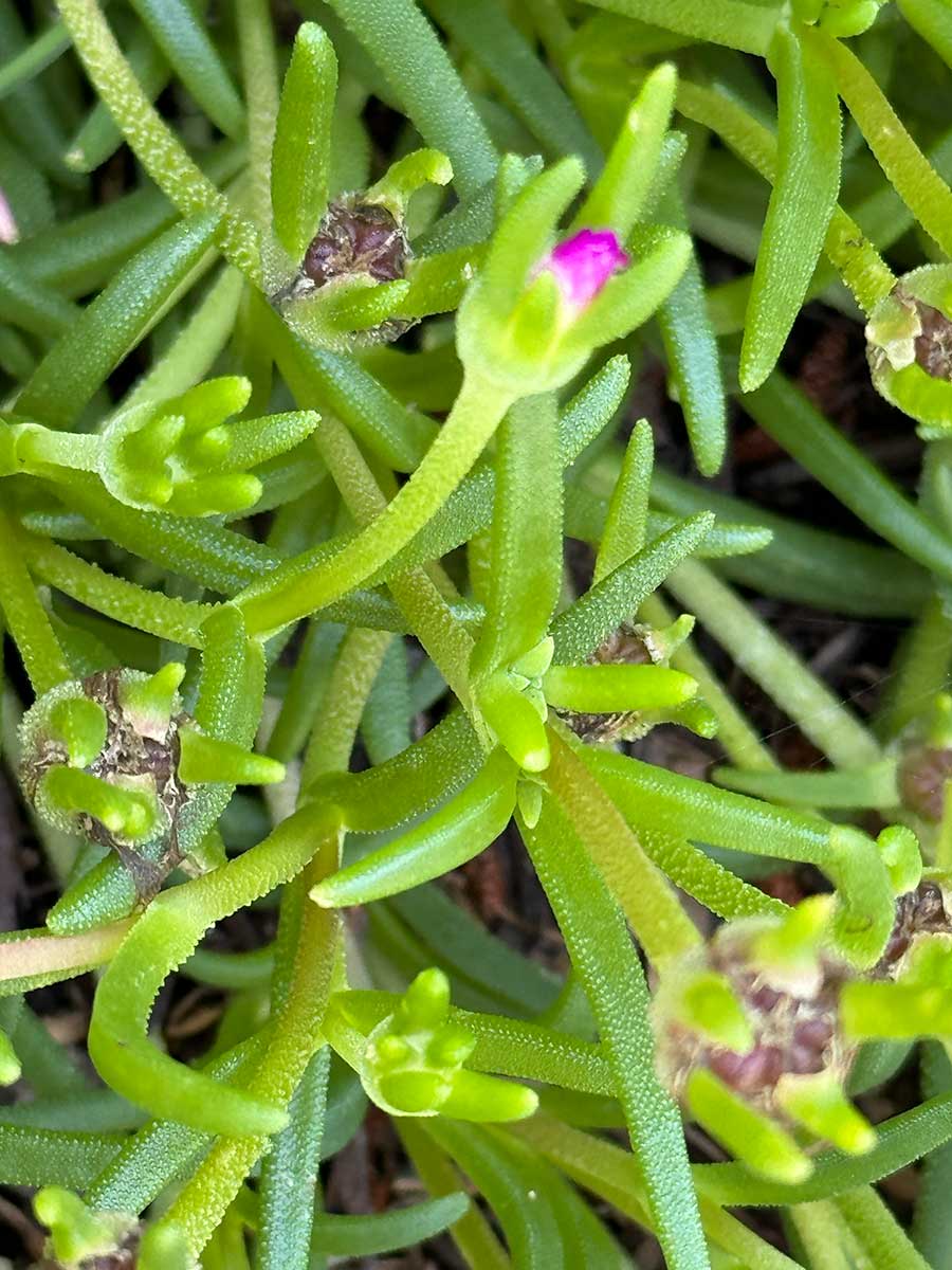 How to Grow Cooper's Ice Plant in Your Garden