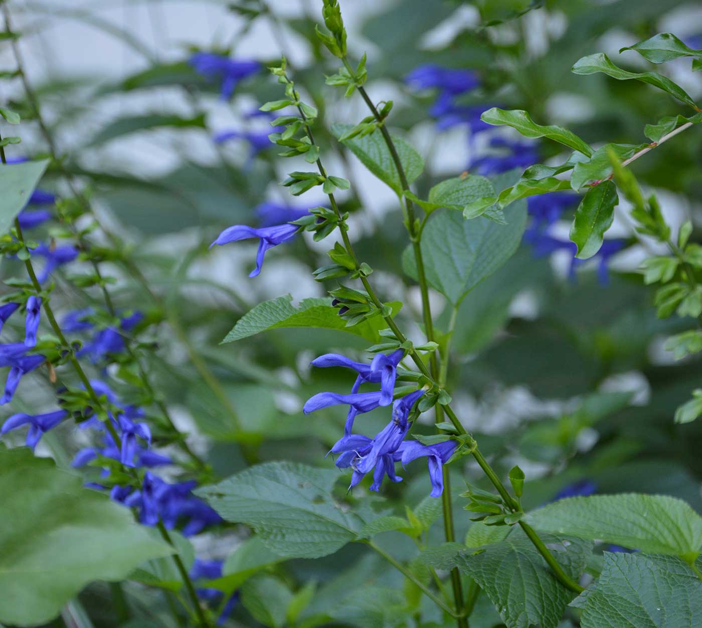 Blue Anise Sage – Grow Salvia guaranitica to Attract Hummingbirds