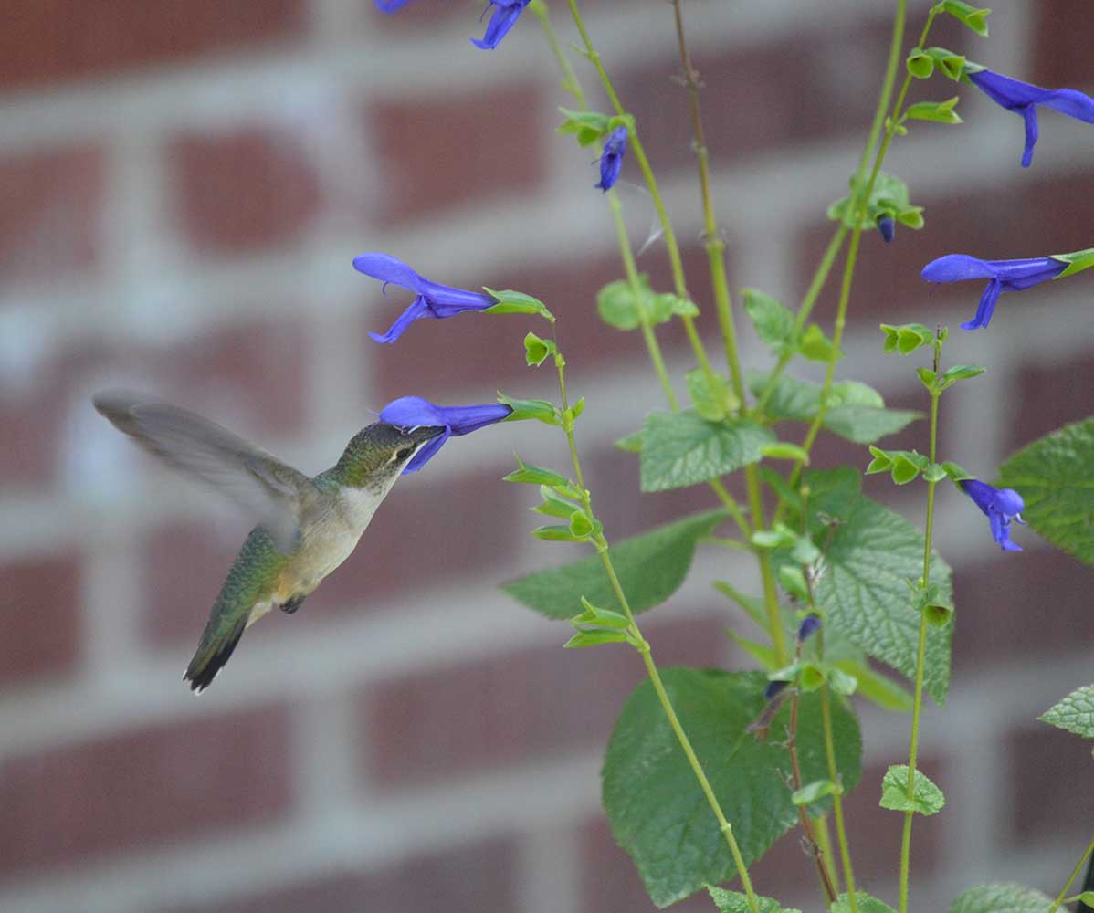 Blue Anise Sage – Grow Salvia guaranitica to Attract Hummingbirds
