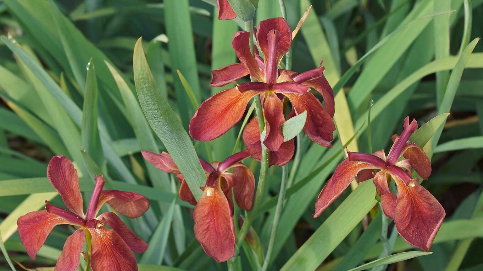 Copper Iris (Iris fulva) - A Native Plant for Wetlands and Wildlife