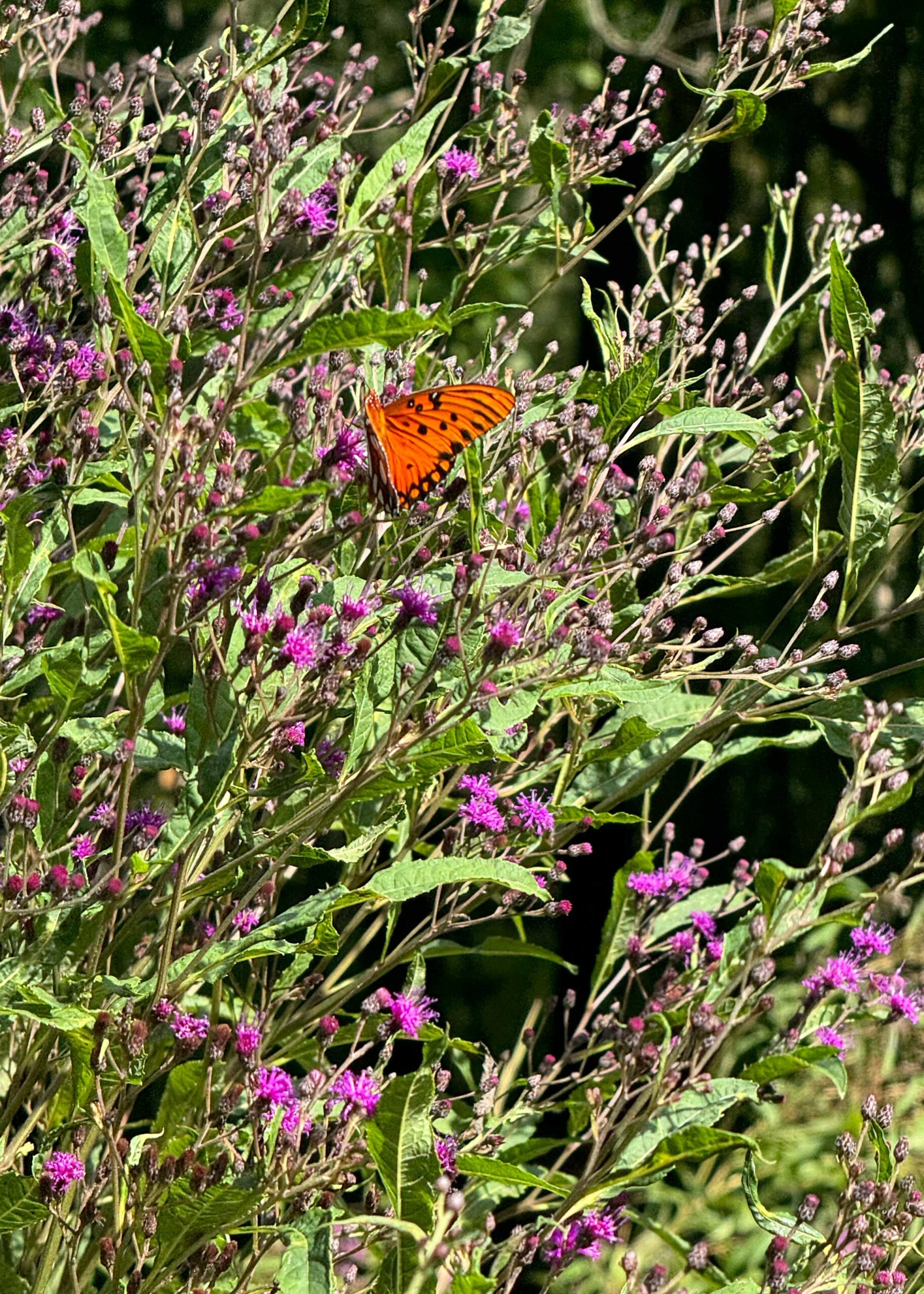 Ironweed Grow Guide - Late-Season Butterfly Food