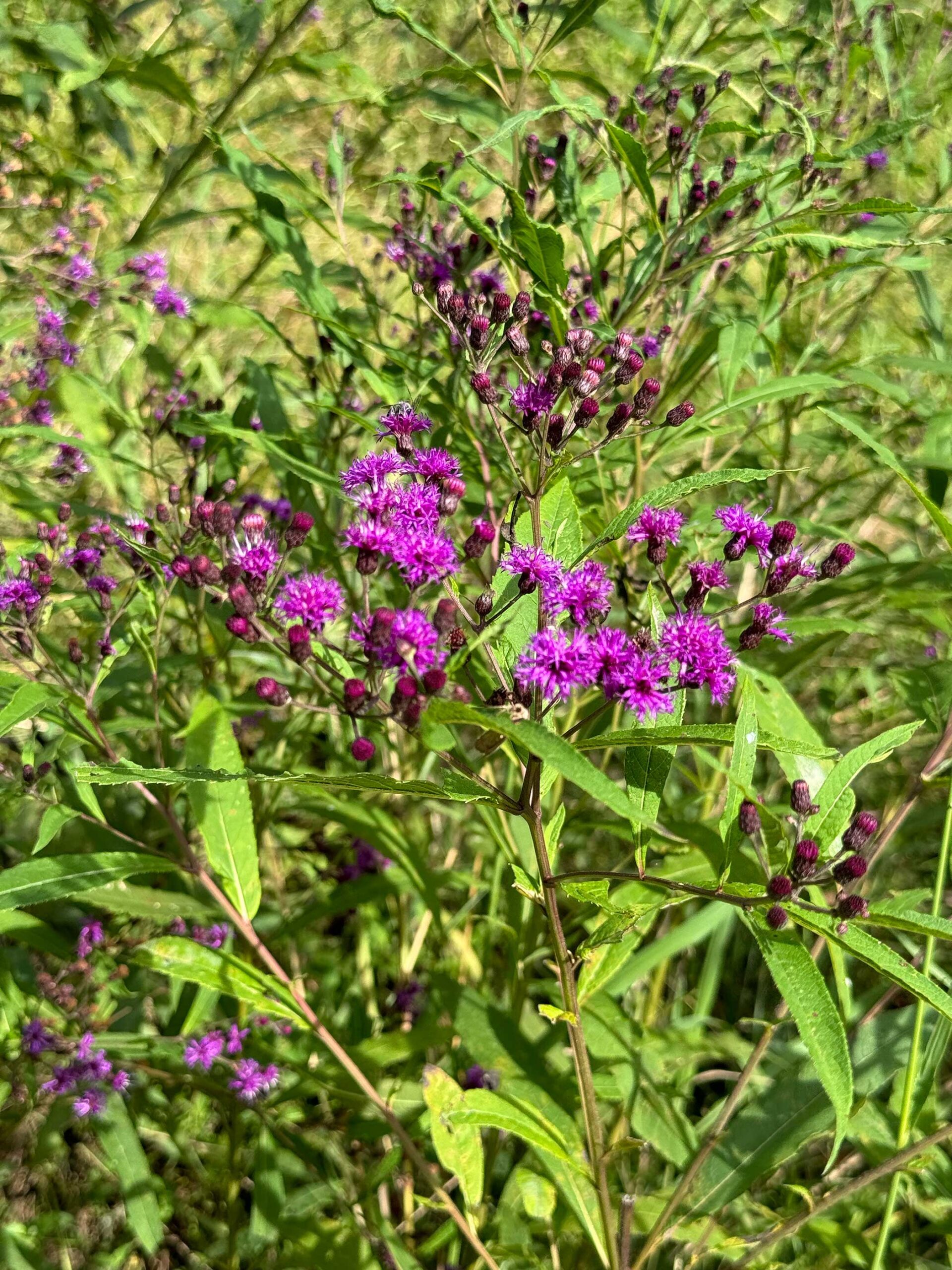 Ironweed Grow Guide - Late-Season Butterfly Food