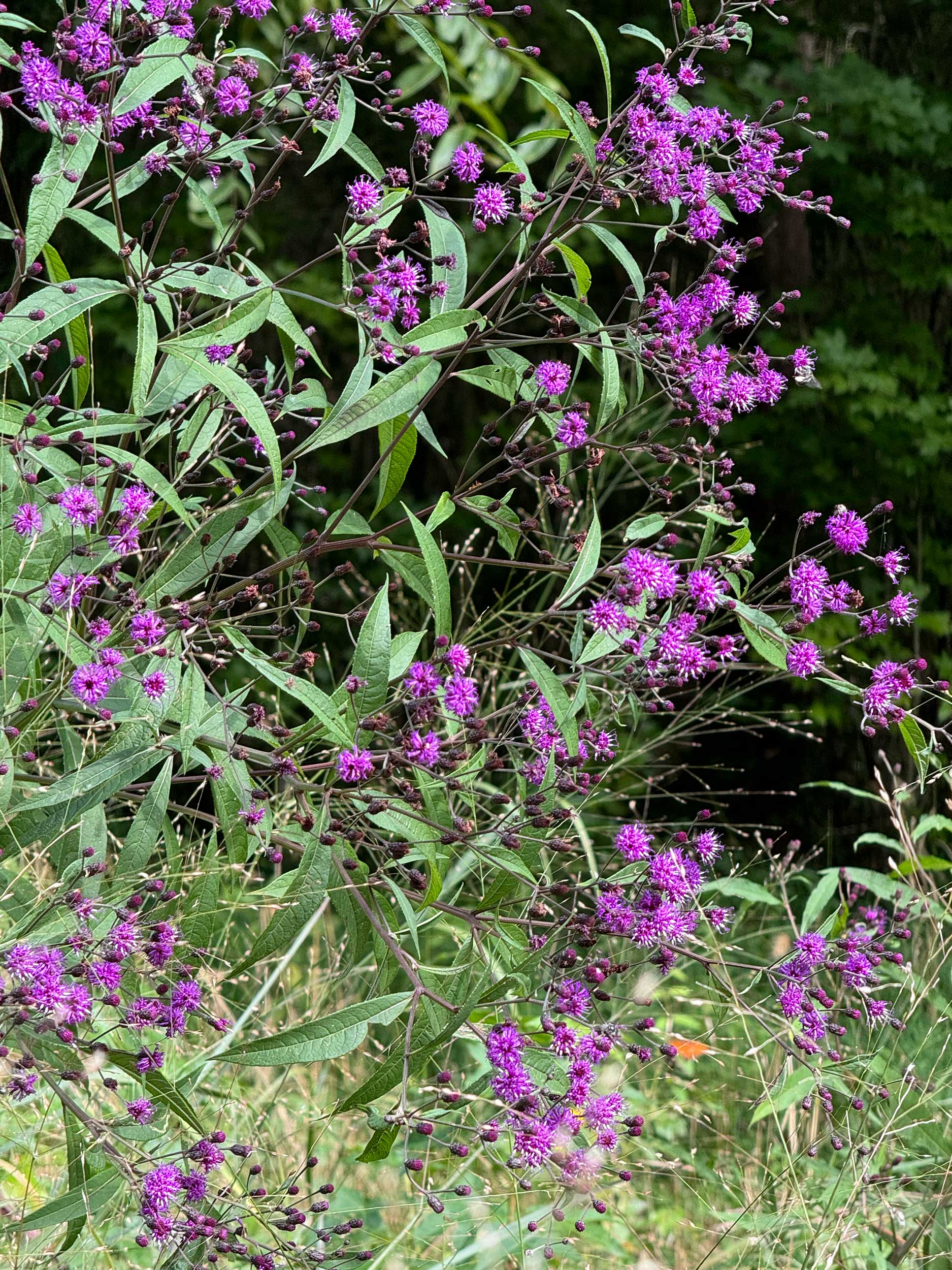 Ironweed Grow Guide - Late-Season Butterfly Food