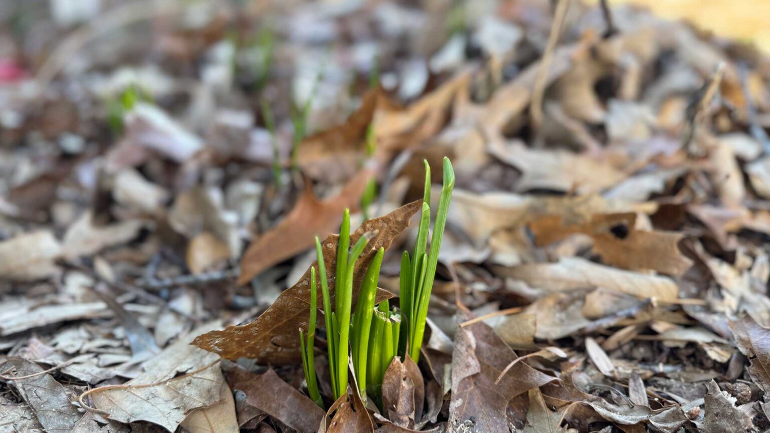 My daffodil bulbs are coming up too early. Will they still bloom in spring?