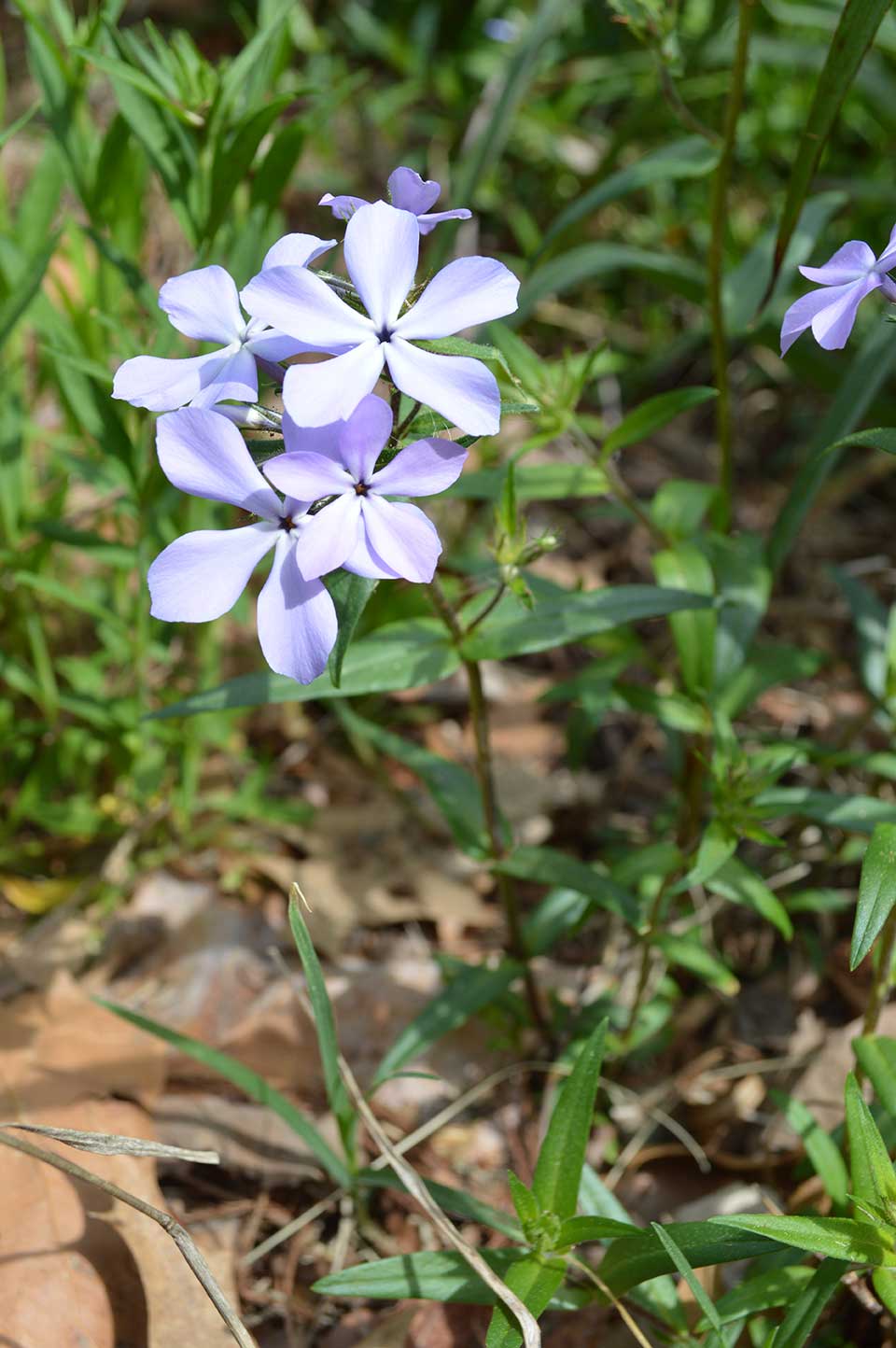 Woodland Phlox | Native Perennial | Early Spring Blooming