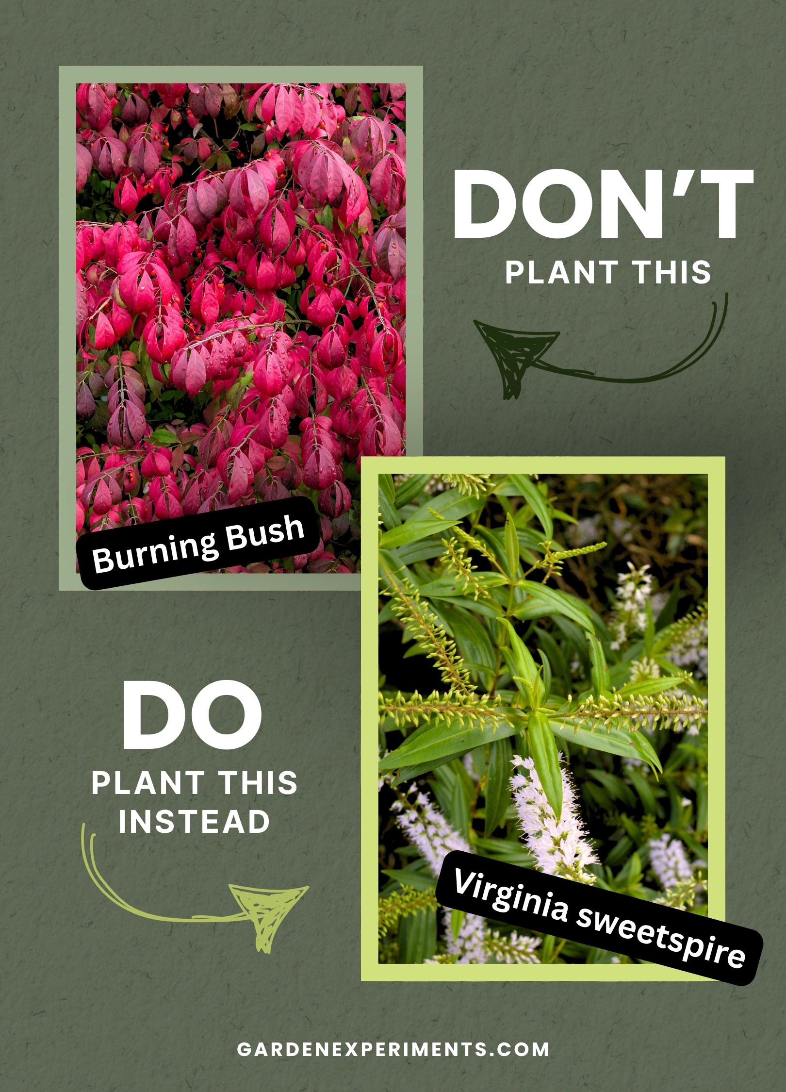 10 Common Garden Plants You Might Not Know Are Invasive